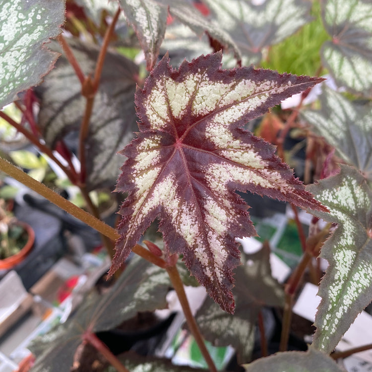 Begonia ‘Little Brother Montgomery’ – Floraria Secret Garden (SG)