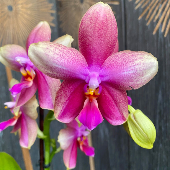 Phalaenopsis Sweet Memory Liodoro - flori intens parfumate – Floraria ...