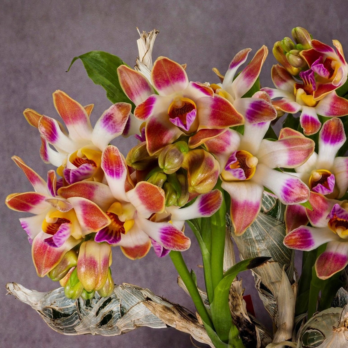 Chysis limminghei *parfumat - exemplare tinere – Secret Garden Plant Shop