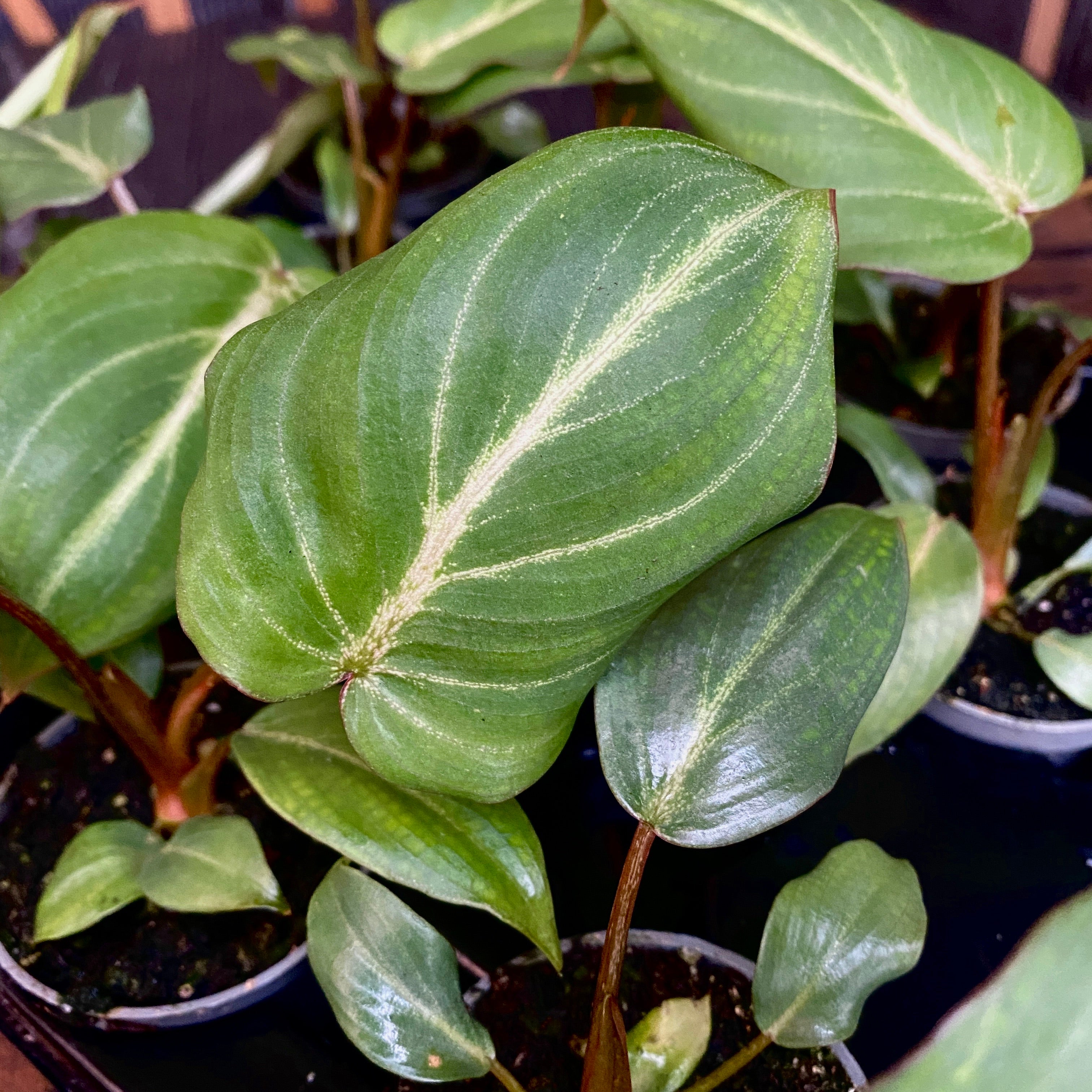 Philodendron gloriosum *babyplant – Floraria Secret Garden (SG)