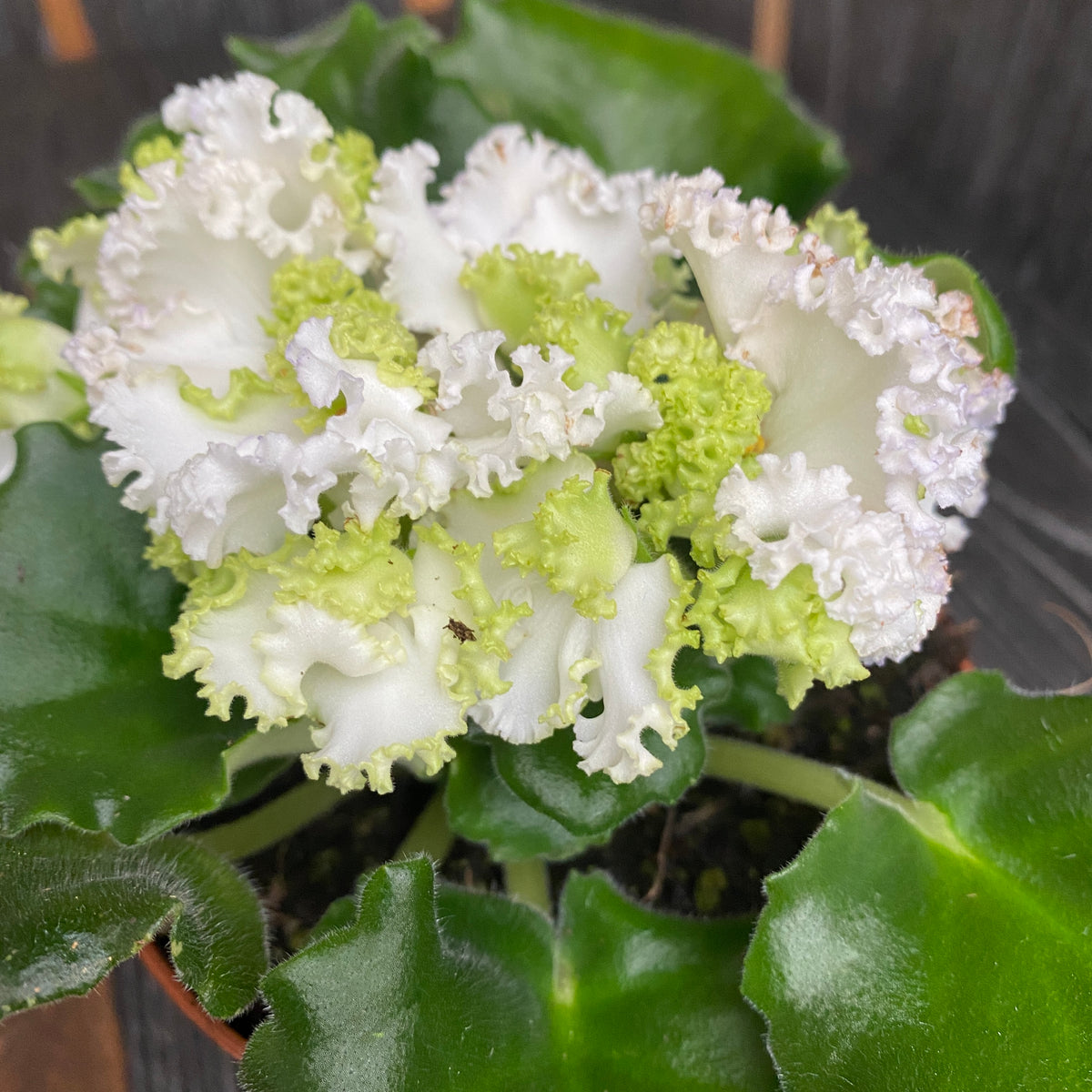 Saintpaulia Curly White (Violete de Parma crete) – Secret Garden Plant Shop
