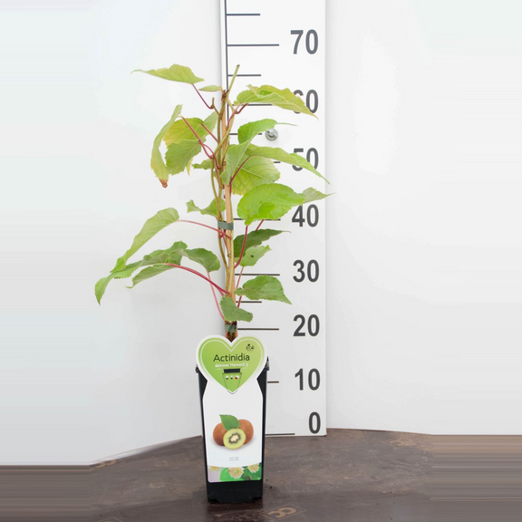 Kiwi - Actinidia deliciosa 'Hayward' (femela)