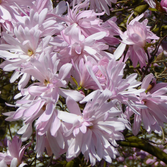 Magnolia stellata 'Rosea' H110 cm