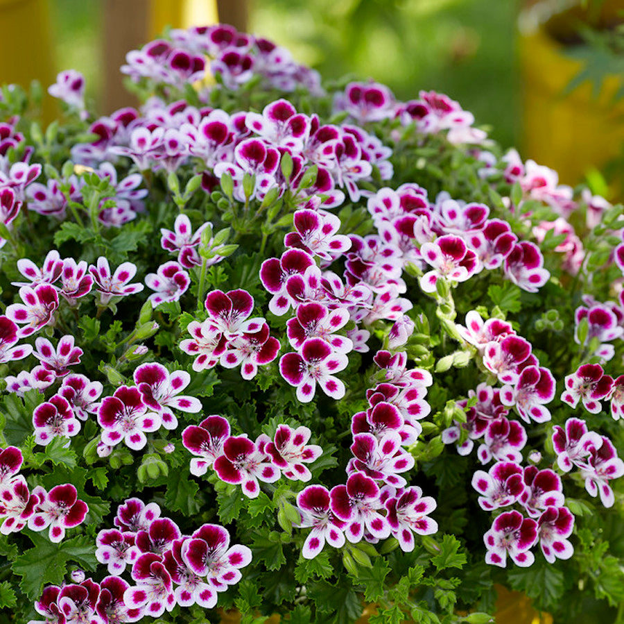 Pelargonium - Muscate – Secret Garden Plant Shop
