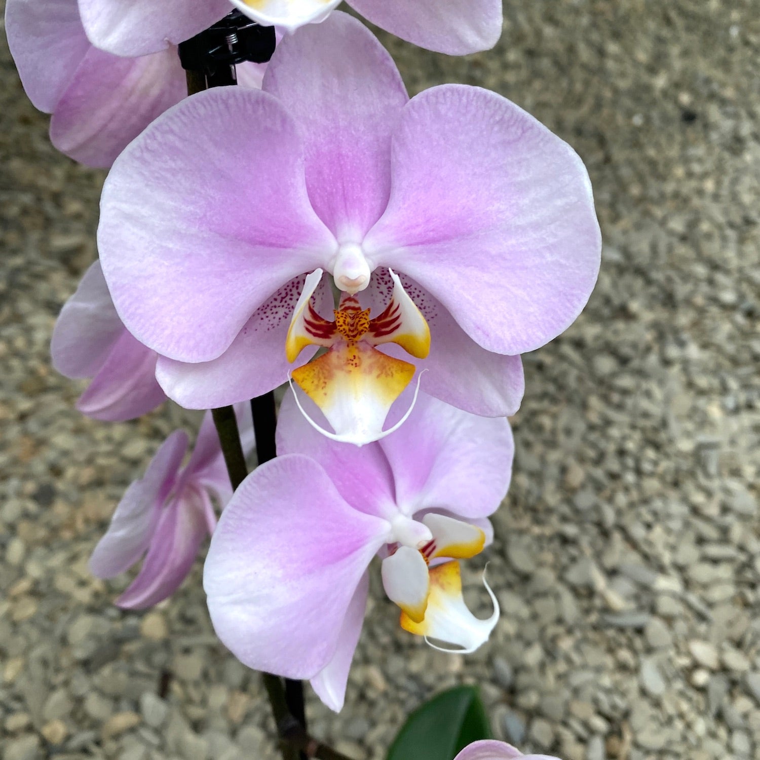 Phalaenopsis Lark Song – Floraria Secret Garden (SG)