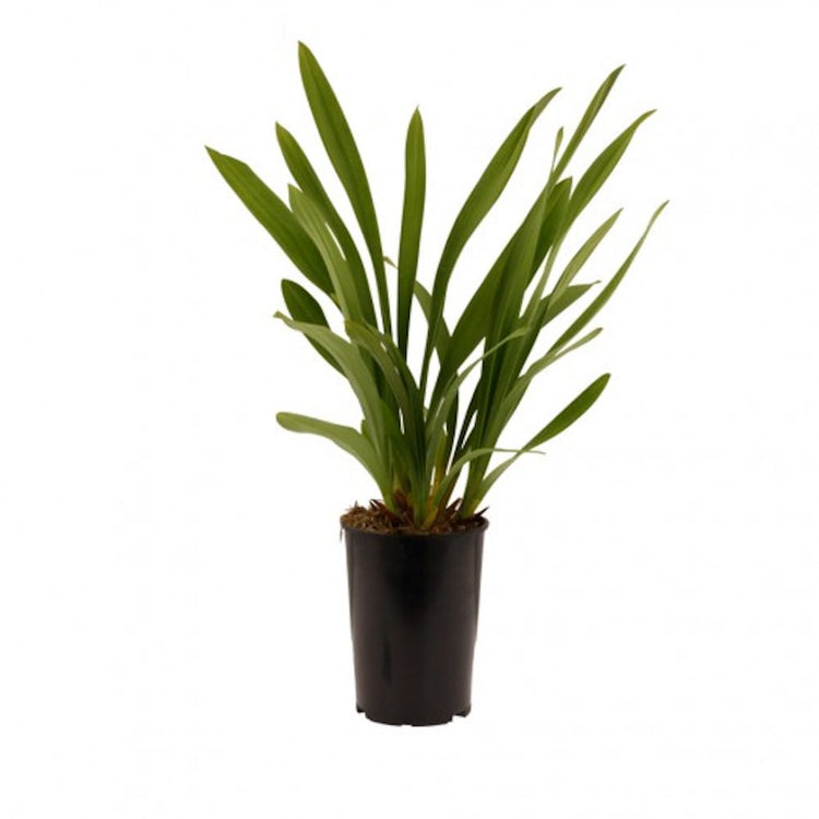 Cymbidium Sarah Jean gx 'Ice Cascade' (curgator) – Floraria Secret ...