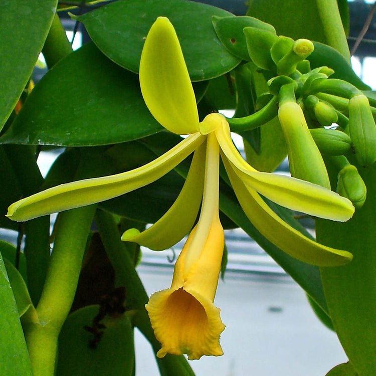Vanilla Planifolia - Orhideea de vanilie – Floraria Secret Garden (SG)