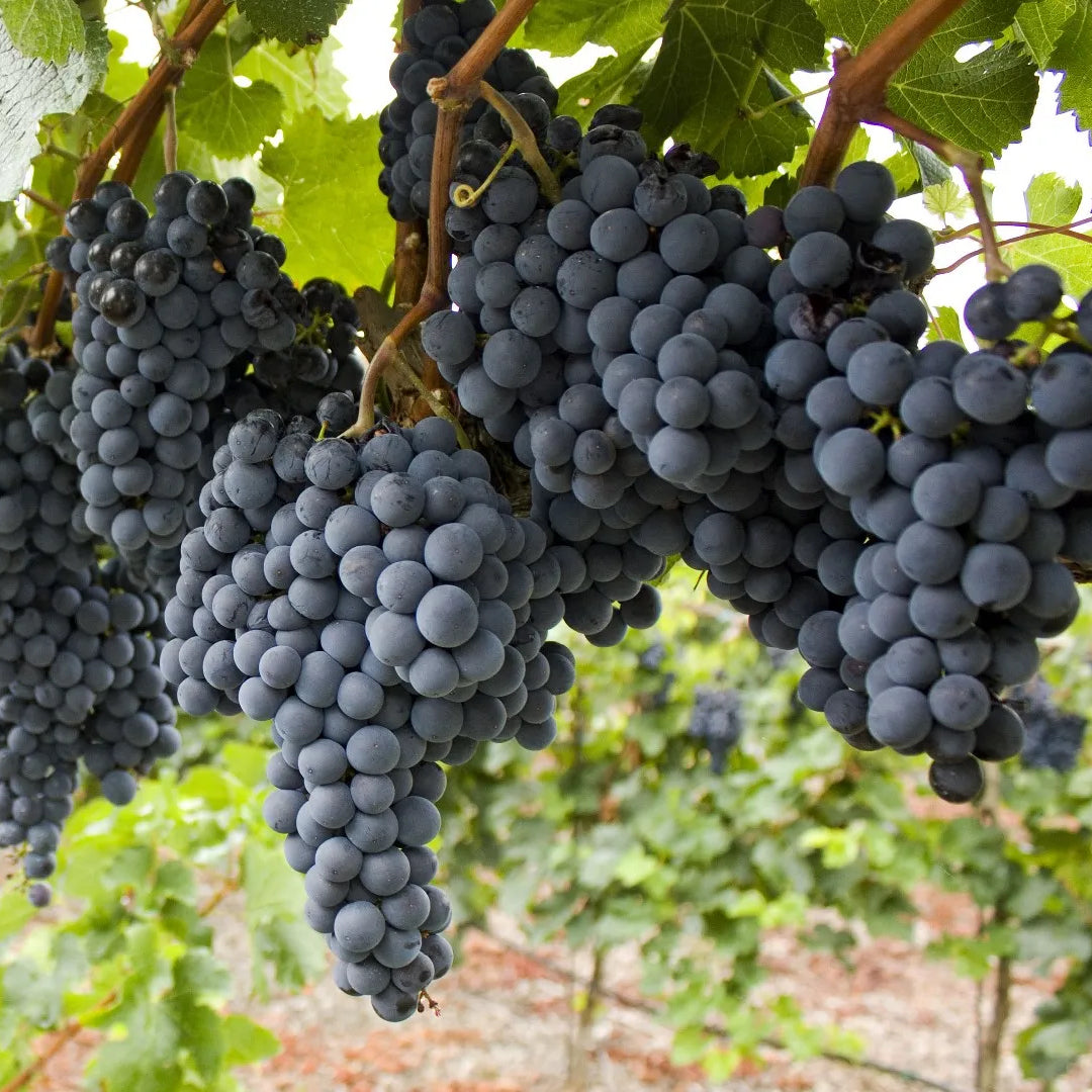 Vita de vie - Vitis vinifera 'Regent' – Secret Garden Plant Shop